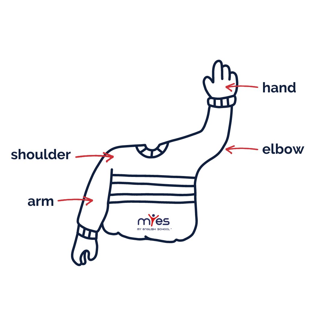 Vocabulaire du corps humain en anglais - My English School™