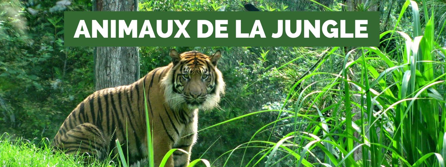 Vocabulaire des animaux en anglais - My English School™