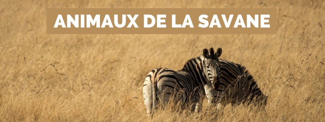 Vocabulaire des animaux en anglais - My English School™