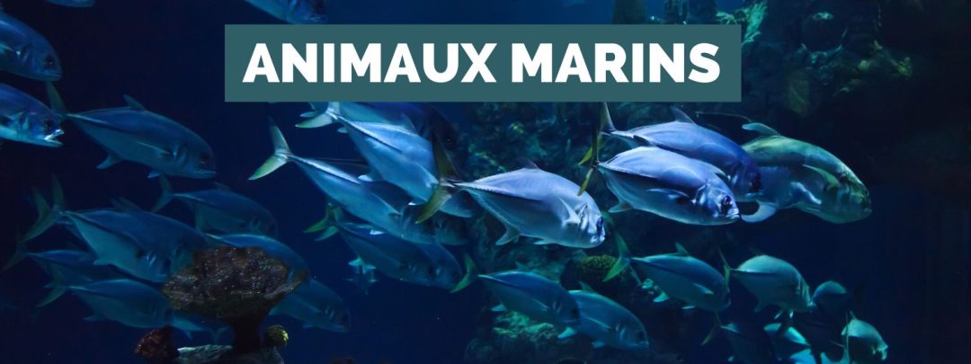 Vocabulaire des animaux en anglais - My English School™