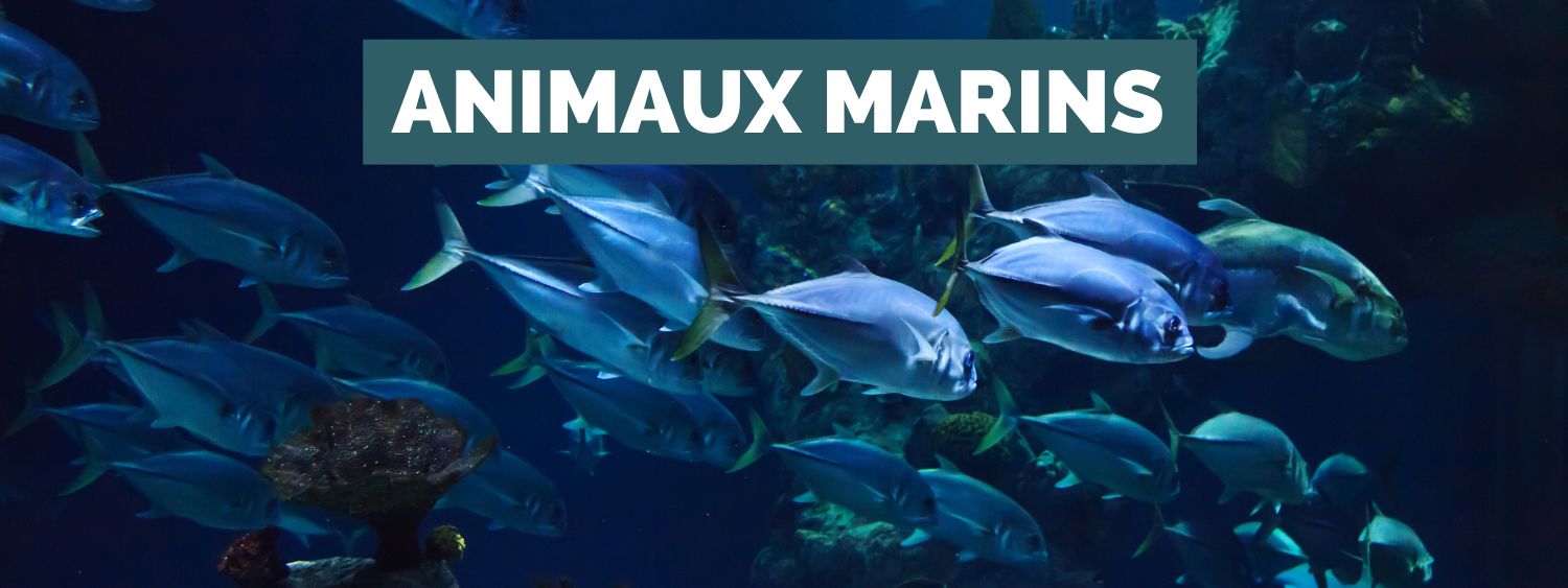 Vocabulaire des animaux en anglais - My English School™