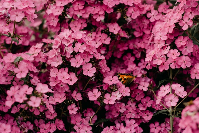 Vocabulaire des fleurs en anglais ! - My English School™